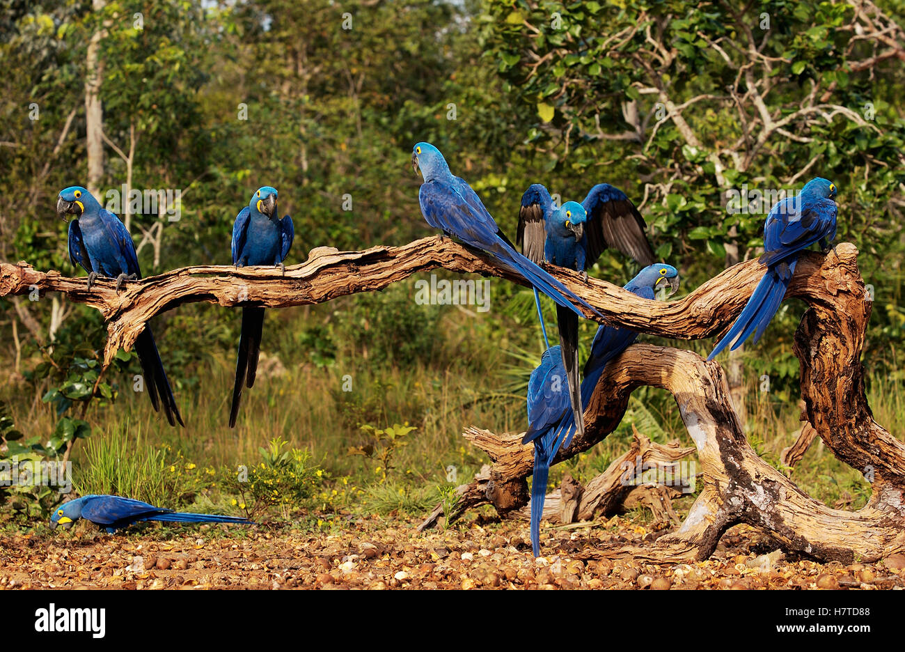 Hyacinth Macaw (Anodorhynchus hyacinthinus) flock in Cerrado habitat ...