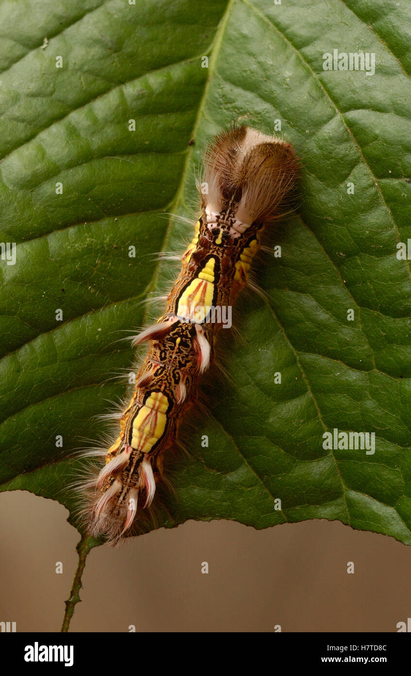 Blue Morpho (Morpho peleides) butterfly, caterpillar feeding on a leaf ...
