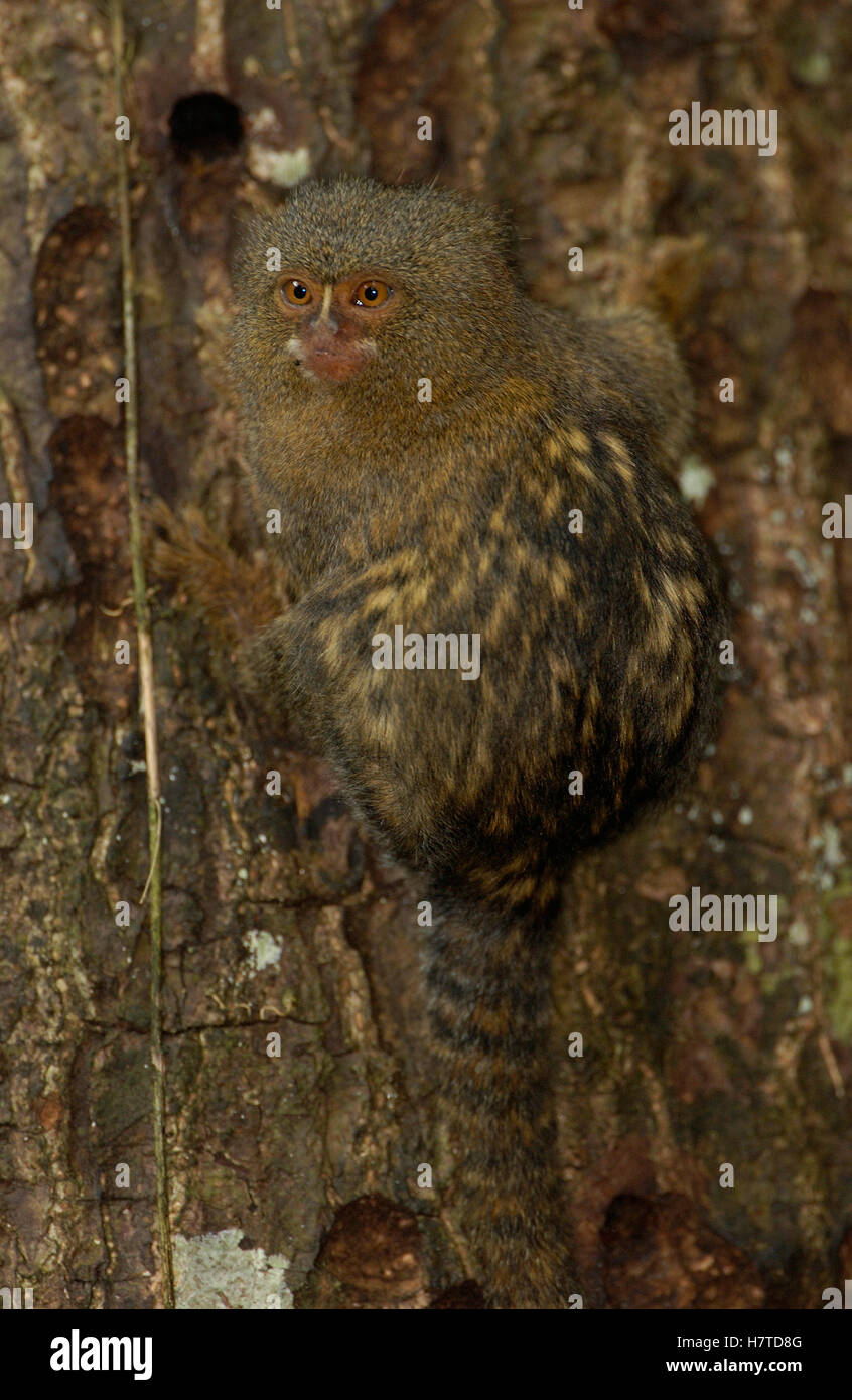 Pygmy Marmoset (Cebuella pygmaea) world's smallest primate on a tree ...