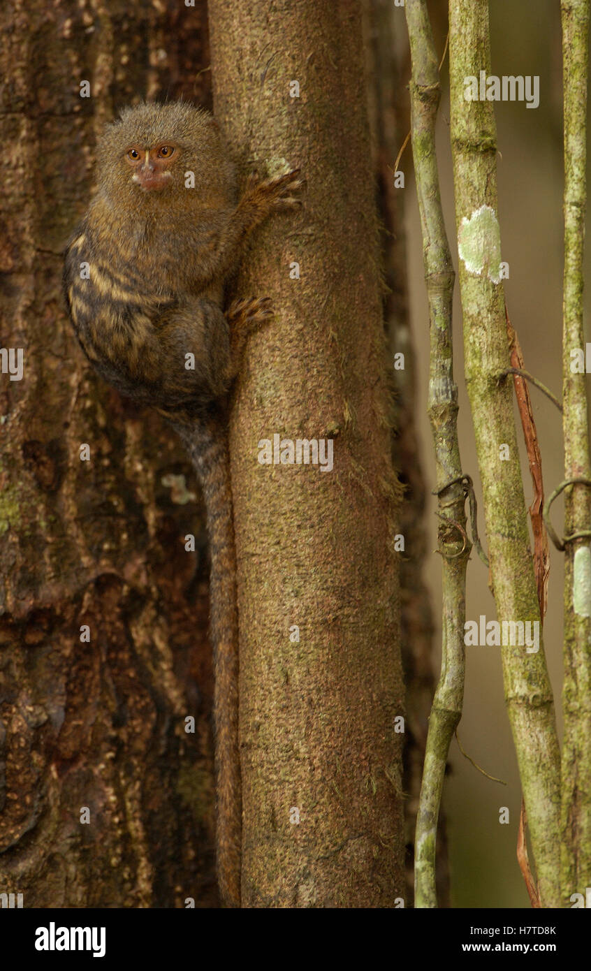 Pygmy Marmoset (Cebuella pygmaea) world's smallest primate on a tree ...