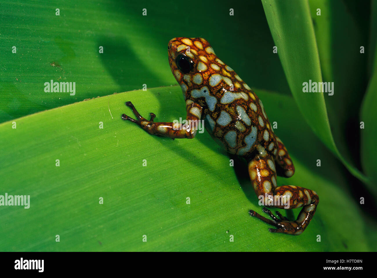 Splendid Poison Dart Frog (Dendrobates sylvaticus) on a leaf in the ...