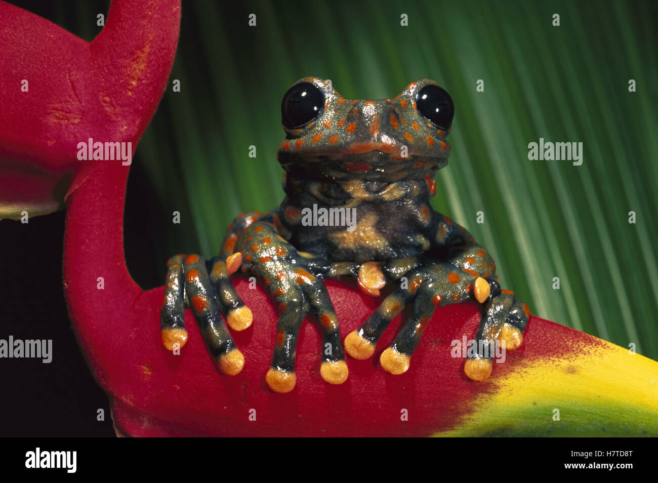 Strawberry Tree Frog (Hyla pantosticta) male on a bromeliad in the ...