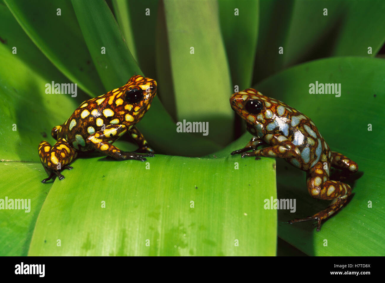 Splendid Poison Dart Frog (Dendrobates sylvaticus) pair on a leaf in ...