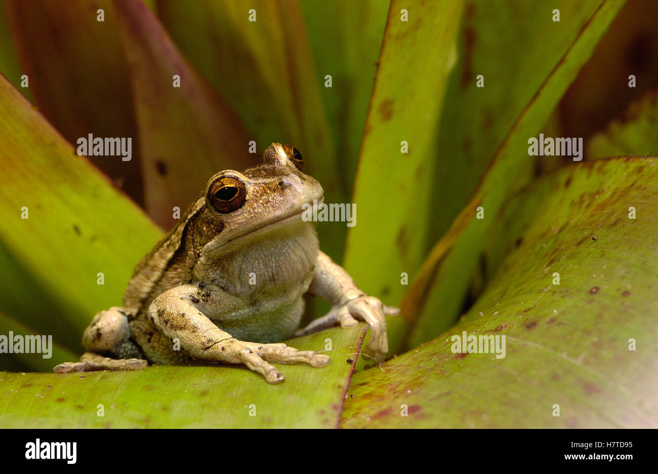 Marsupial Frog (Gastrotheca riobambae) male, Andes Mountains, Ecuador ...
