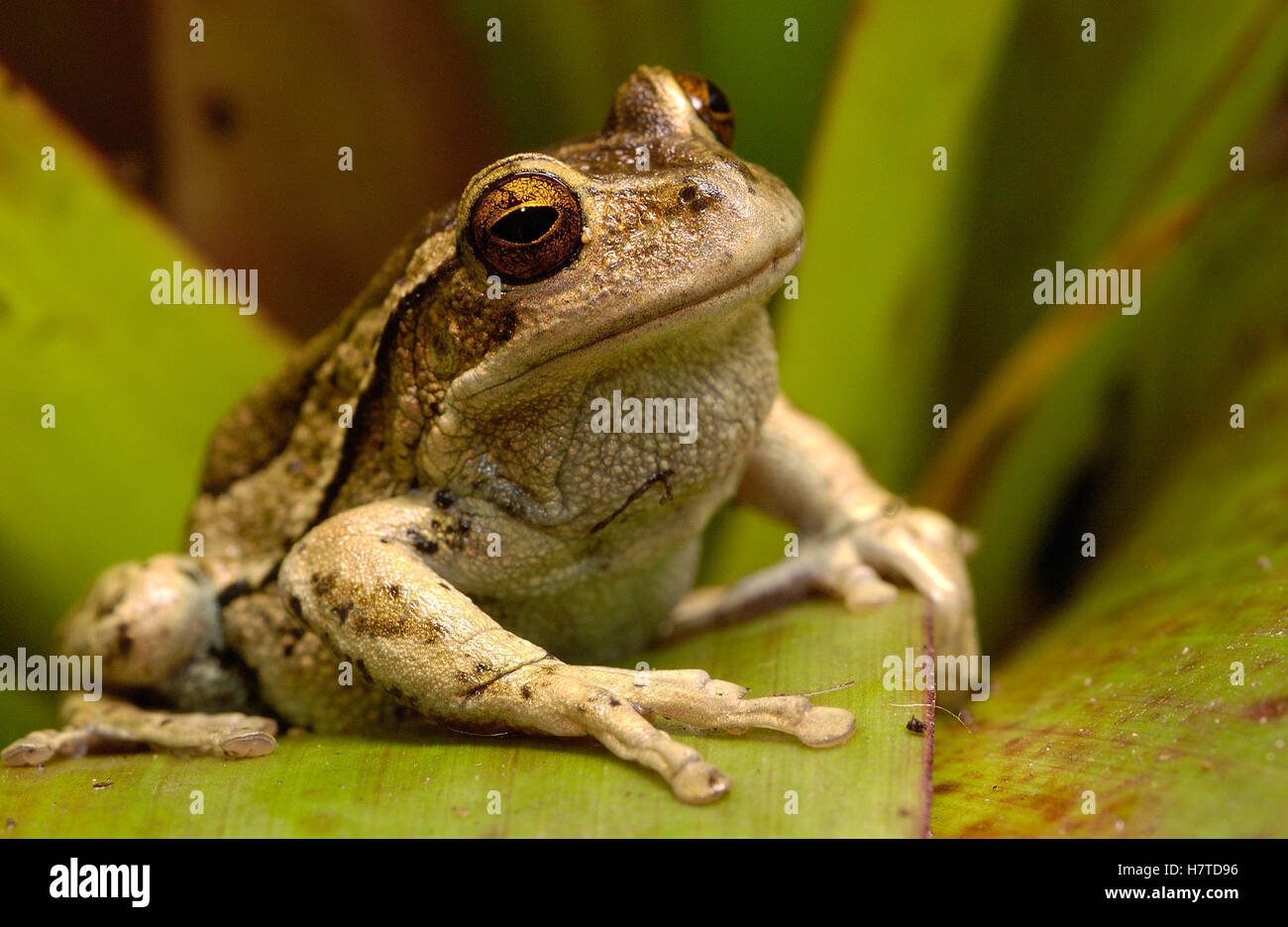 Marsupial Frog (Gastrotheca riobambae) male, Andes Mountains, Ecuador ...