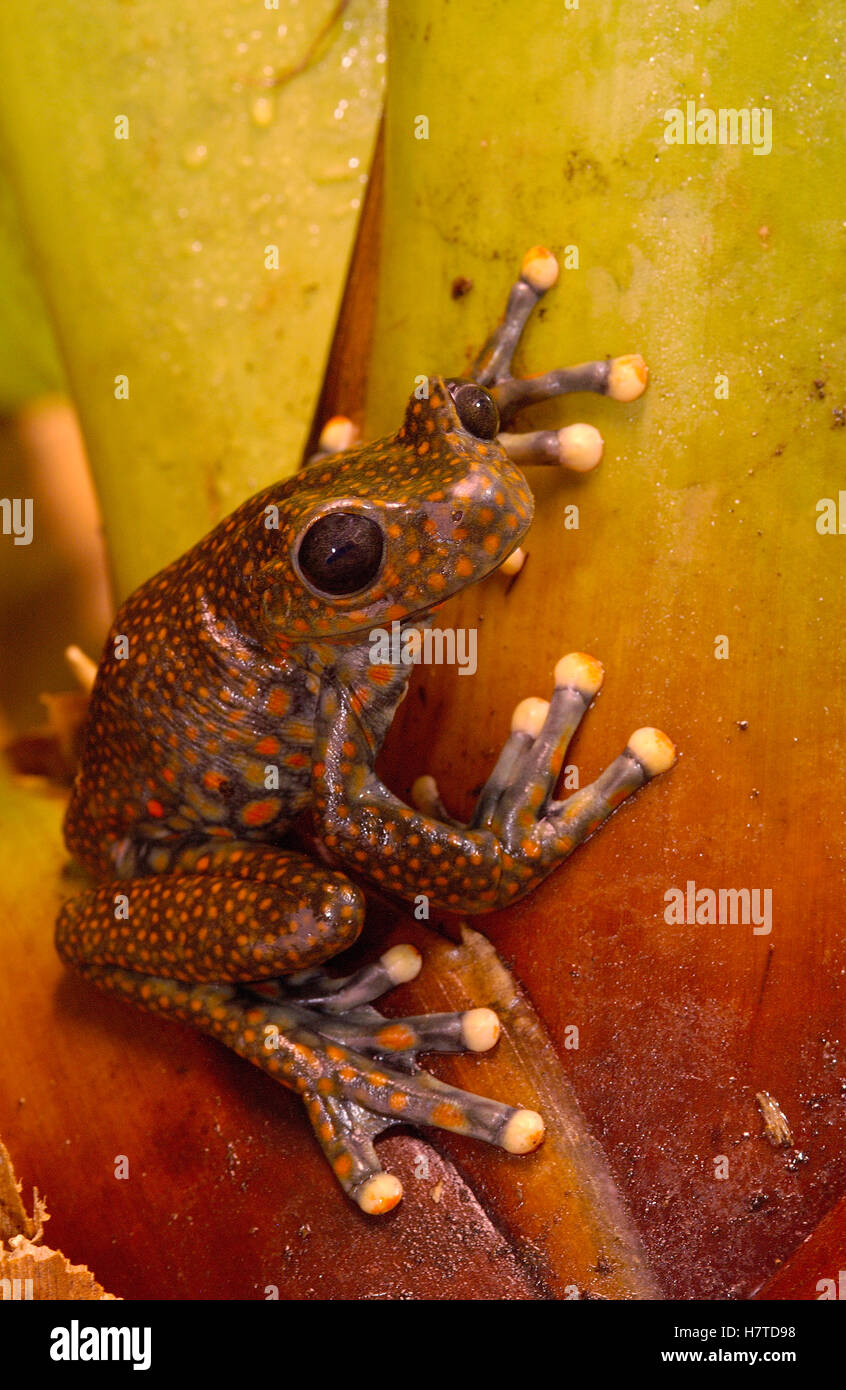 Strawberry Tree Frog (Hyla pantosticta) male in cloud forest, Carchi ...