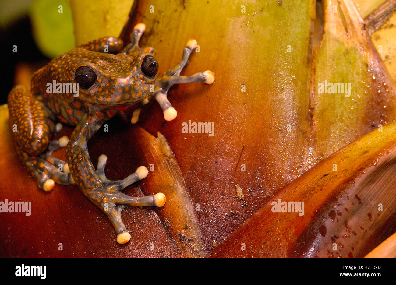 Strawberry Tree Frog (Hyla pantosticta) male in cloud forest, Carchi ...