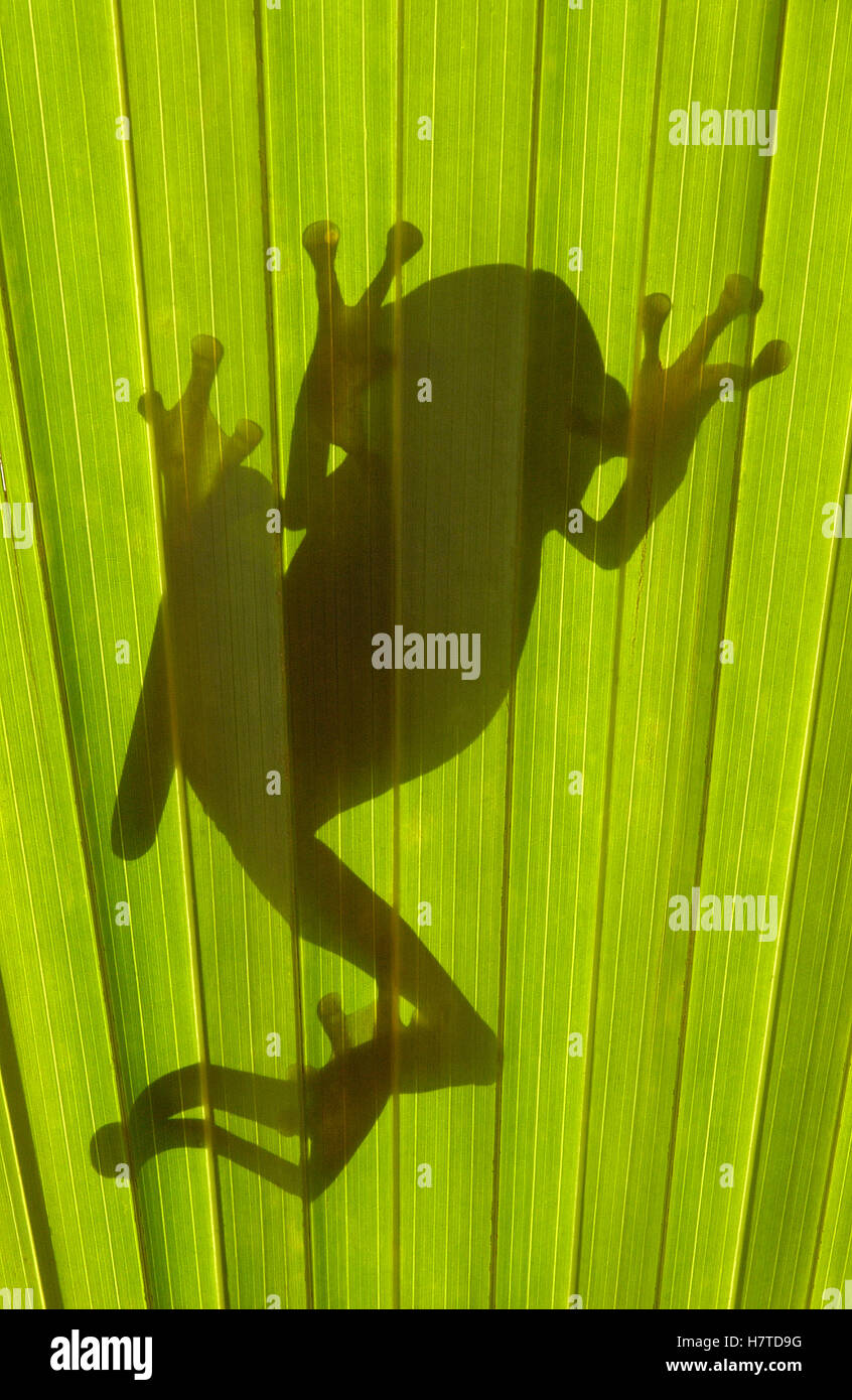 Chachi Tree Frog (Hyla picturata) silhouette, threatened habitat, Choco ...