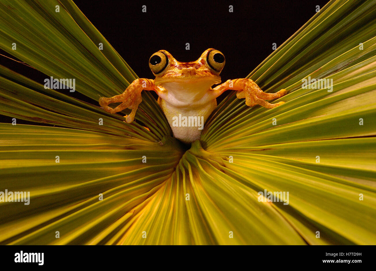 Chachi Tree Frog (Hyla picturata), Choco Rainforest, threatened habitat ...