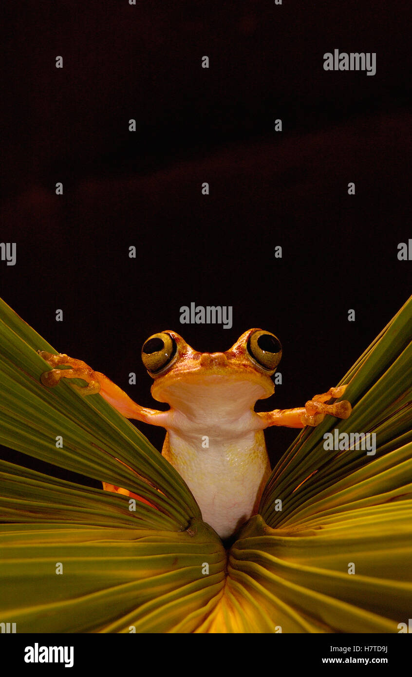 Chachi Tree Frog (Hyla picturata), Choco Rainforest, threatened habitat ...