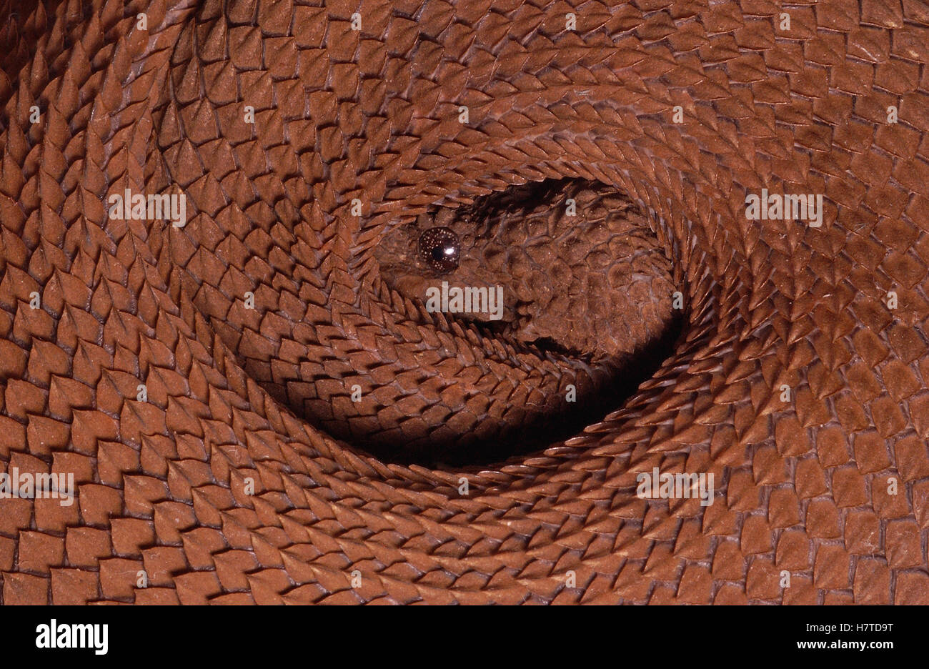 Northern Eyelash Boa (Trachyboa boulengeri) coiled, Choco Rainforest ...
