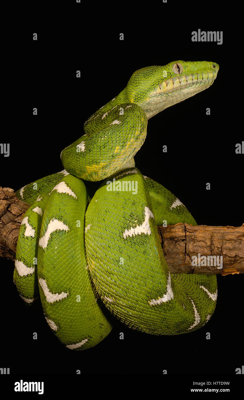 Emerald Tree Boa (Corallus caninus) adult, Amazon rainforest, Ecuador ...