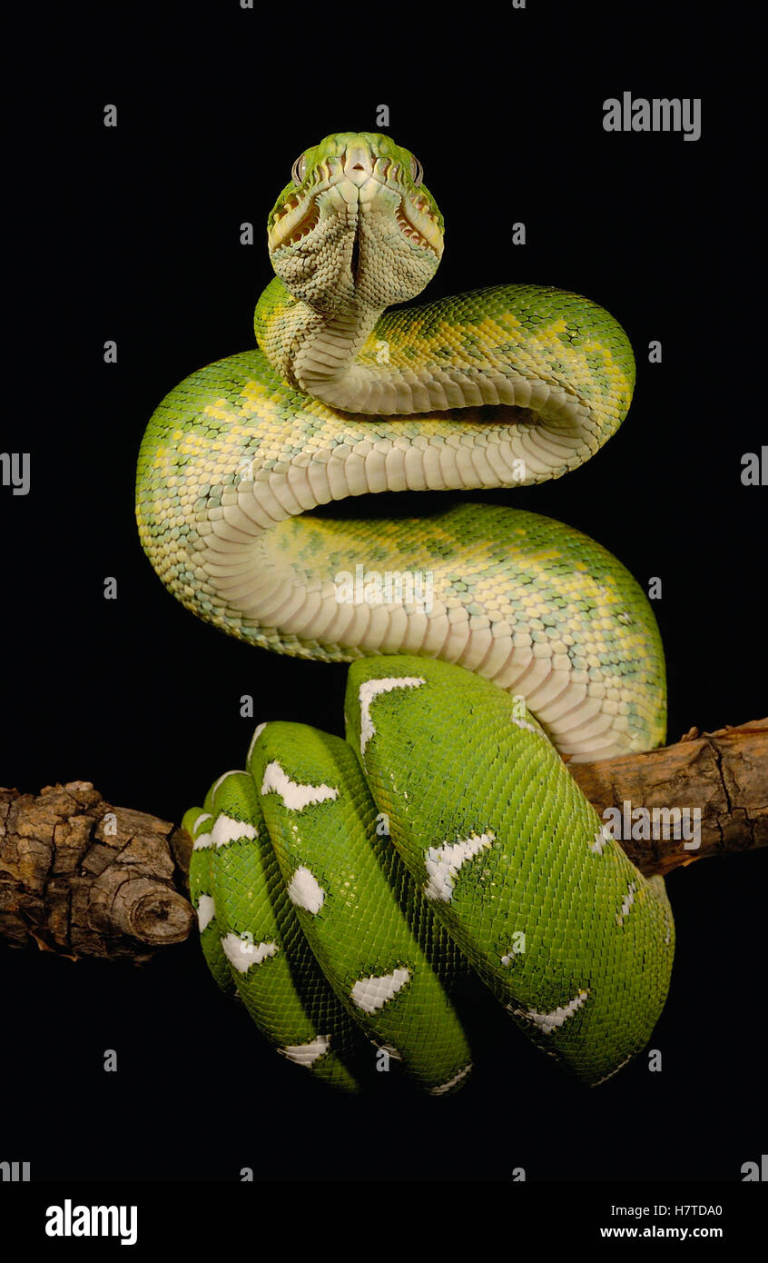 Emerald Tree Boa (Corallus caninus) coiled around branch, Amazon ...