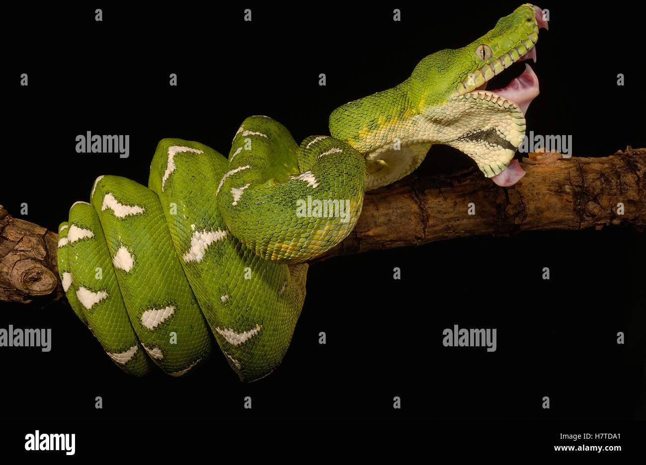 Emerald Tree Boa (Corallus caninus) showing the independent mobility ...