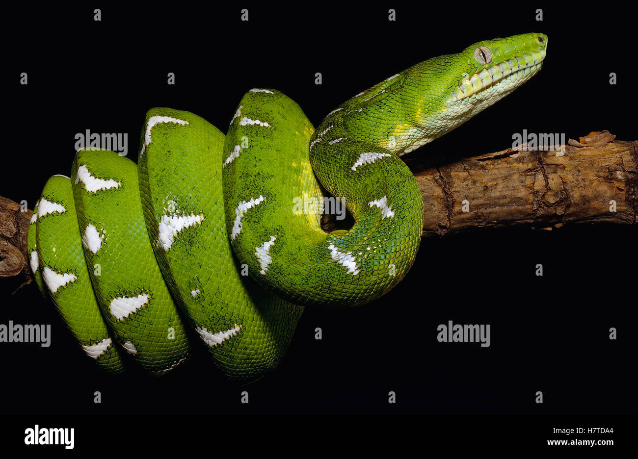 Emerald Tree Boa (Corallus caninus) adult, Amazon, Ecuador Stock Photo ...