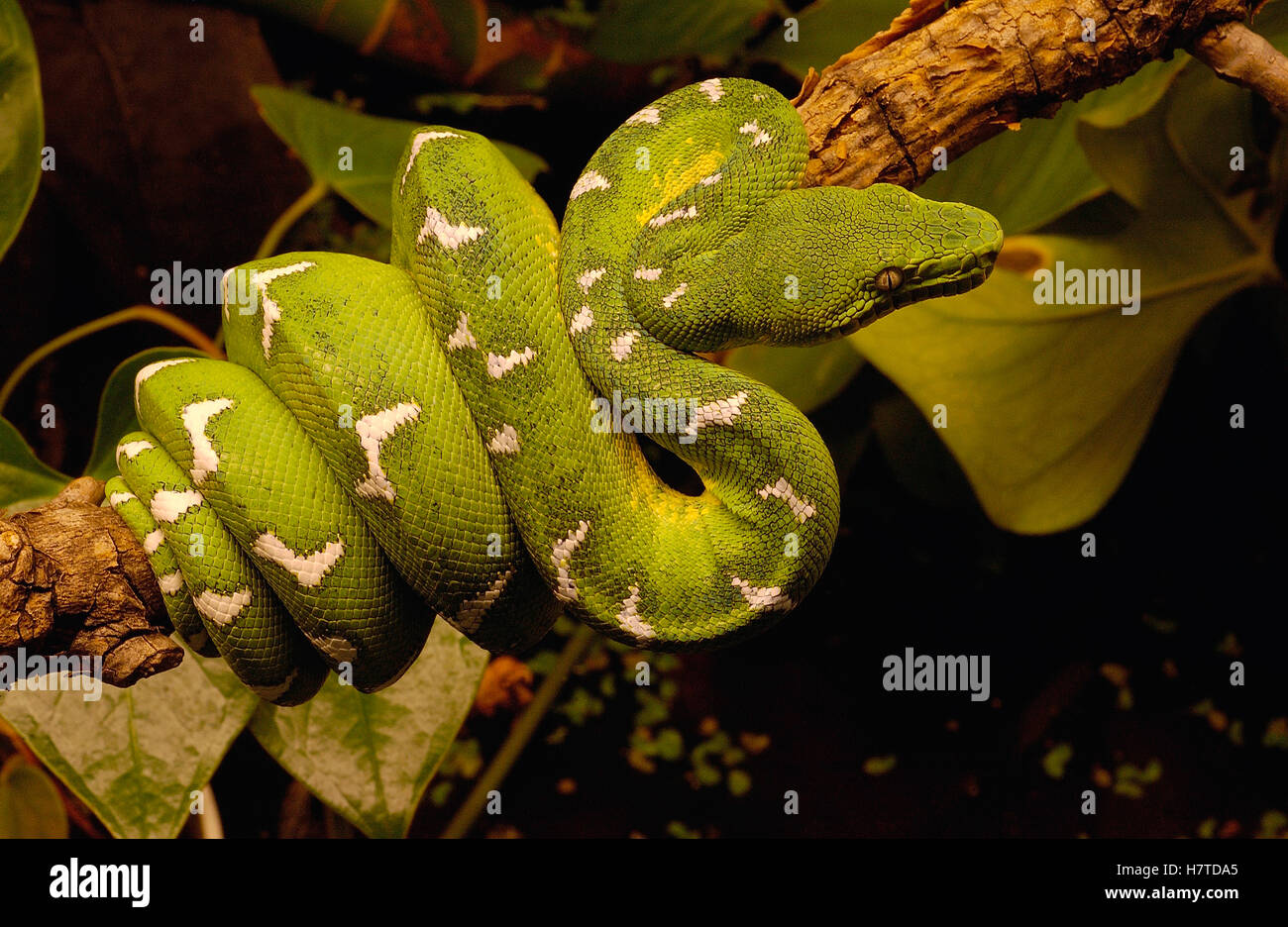 Emerald Tree Boa (Corallus caninus) adult, Amazon, Ecuador Stock Photo ...