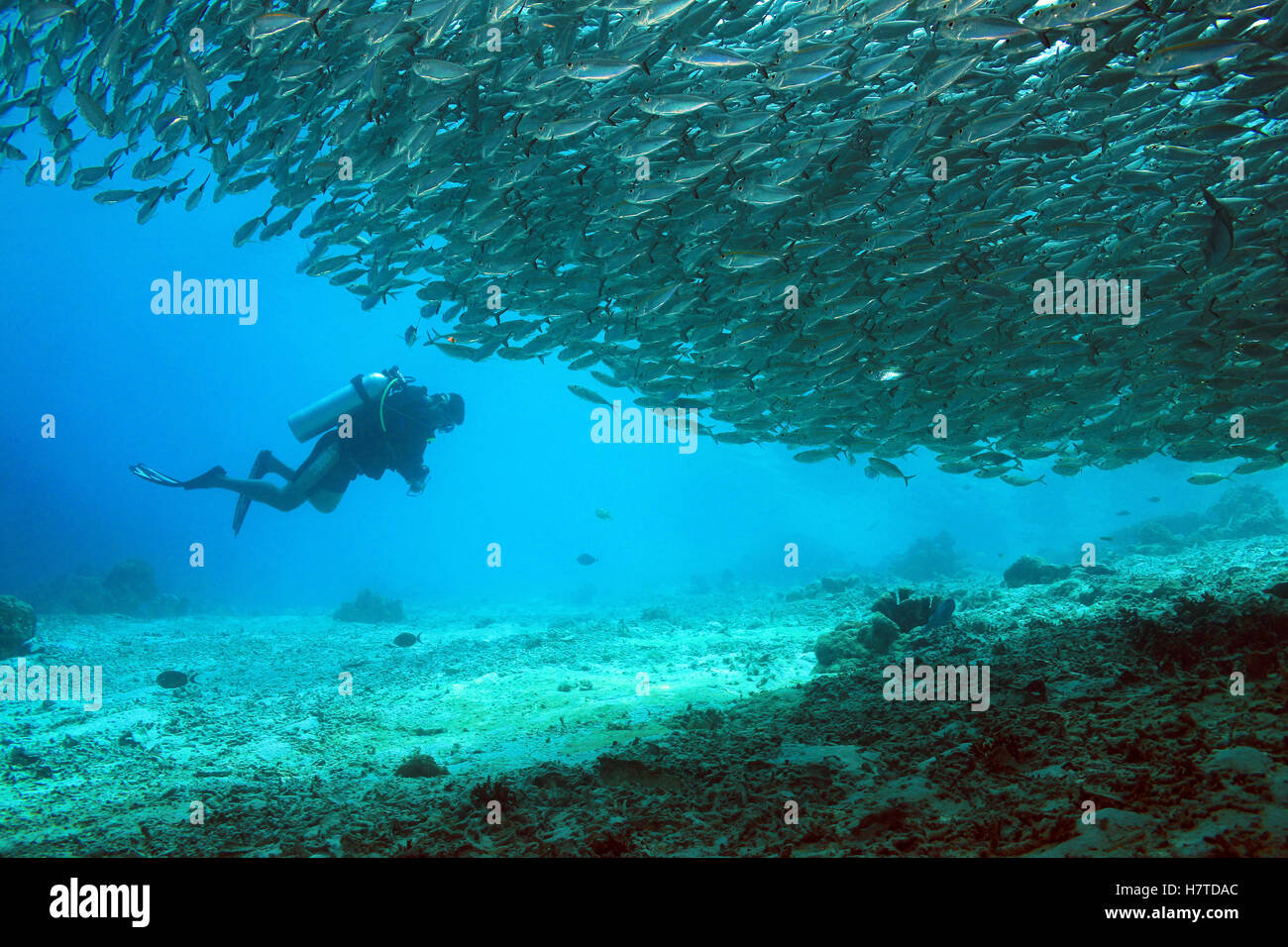 School of Fish and Diver outside Arborek Jetty, Dampier Strait. Raja ...