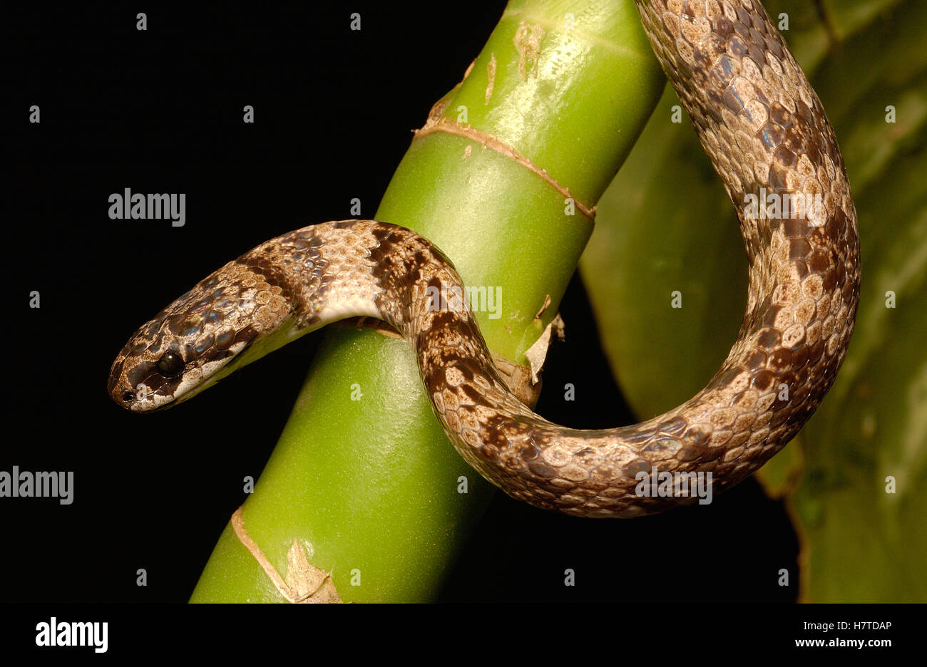 Mollusc-eating Snake (Dipsas areas) nocturnal, non-venomous ...
