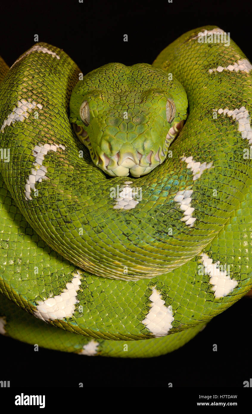 Emerald Tree Boa (Corallus caninus) showing thermoreceptors between the ...