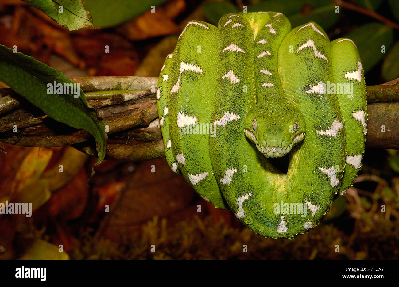 Emerald Tree Boa (Corallus caninus) coiled, Amazon, Ecuador Stock Photo ...