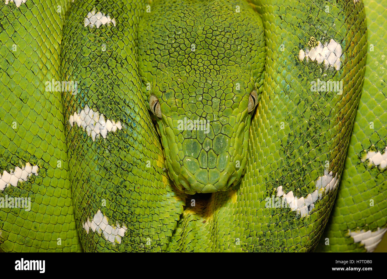 Emerald Tree Boa (Corallus caninus) coiled, Amazon, Ecuador Stock Photo ...