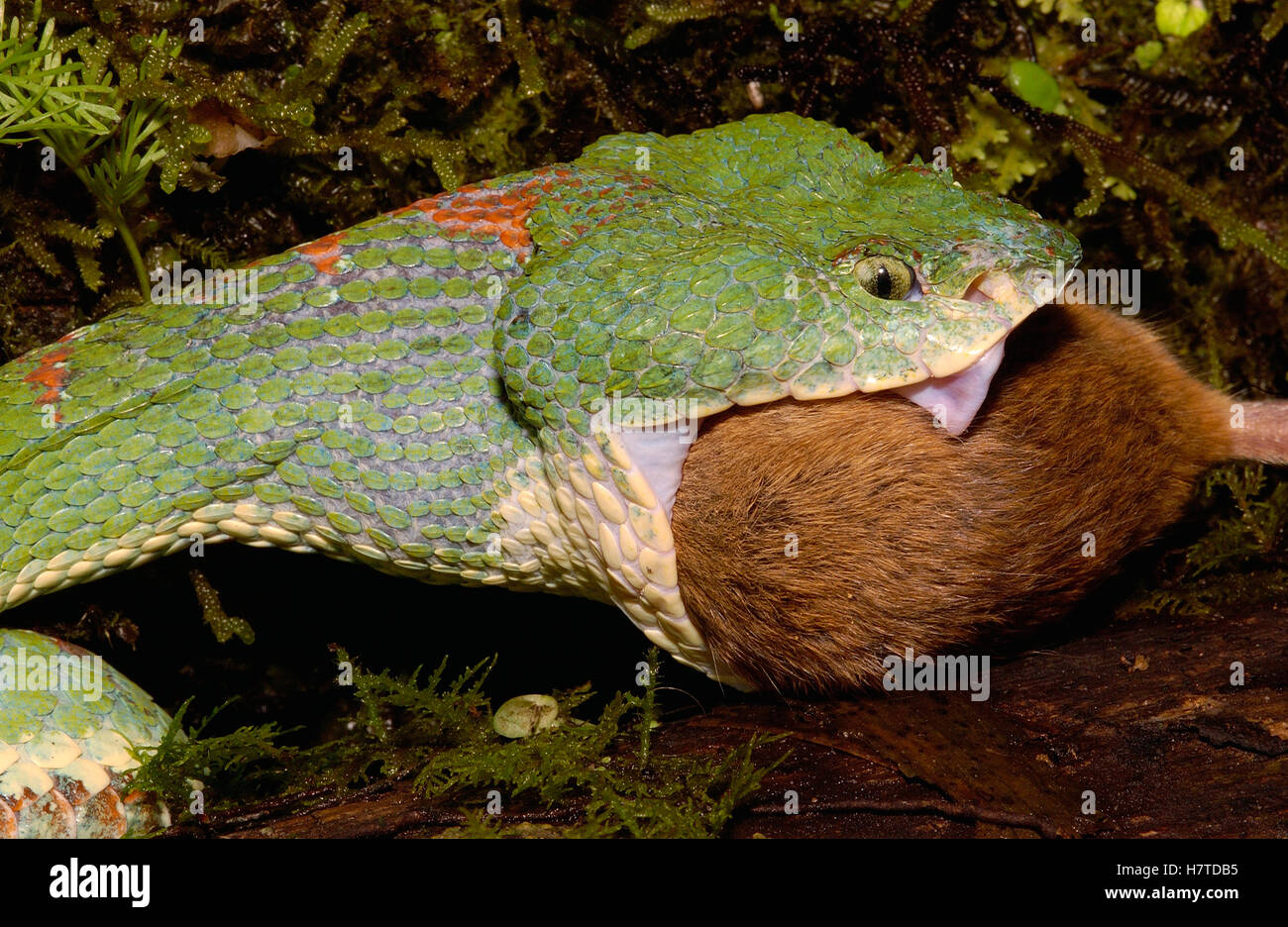 Eyelash Viper (Bothriechis schlegelii) eating a mouse, venomous ...