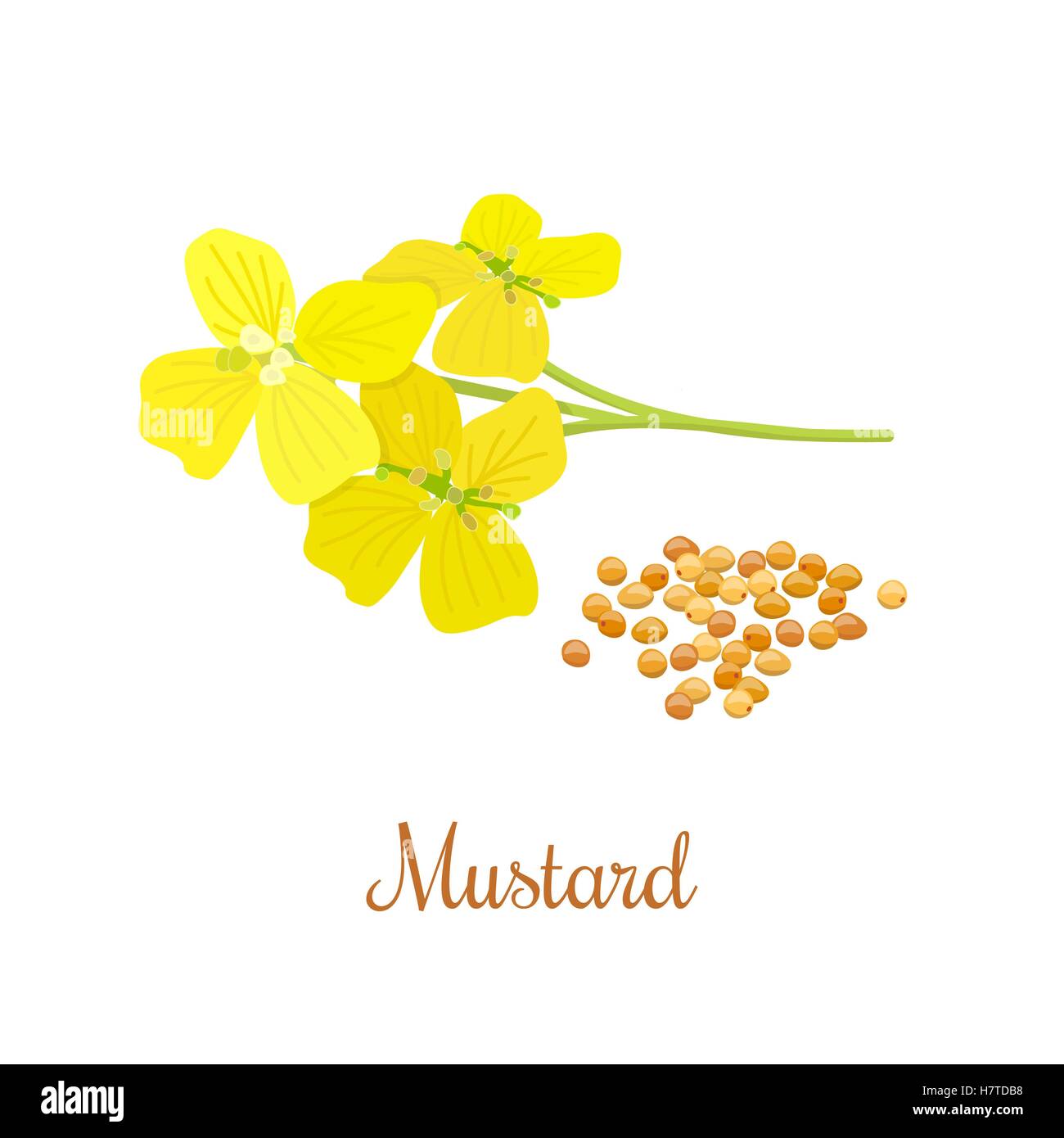 Mustard field Stock Vector Images - Alamy