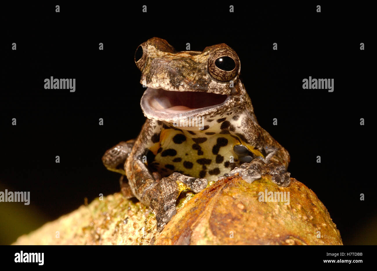 Marbled Tree Frog (Hyla marmorata) portrait, close-up, front view ...