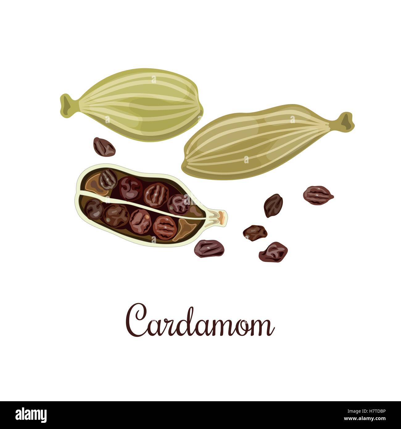 Green cardamom seed pod hi-res stock photography and images - Alamy
