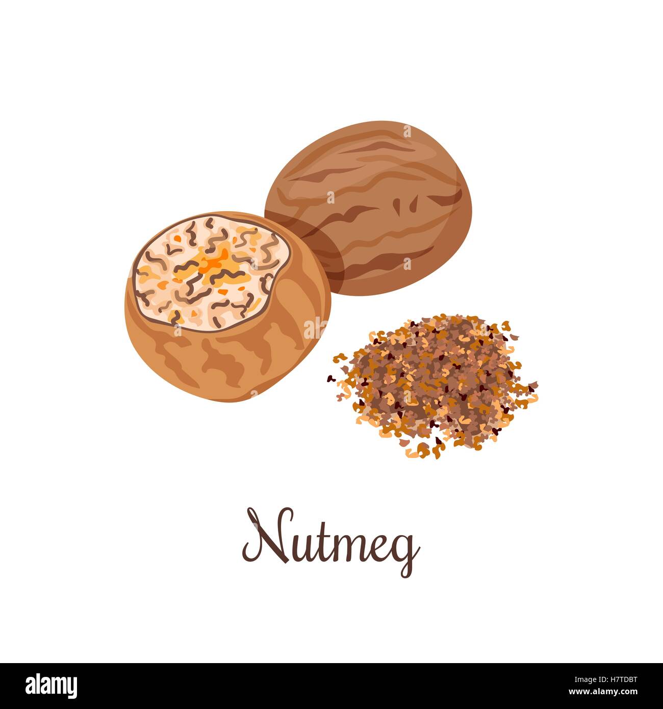 Nutmeg vector illustration. crushed spices Stock Vector Image & Art - Alamy