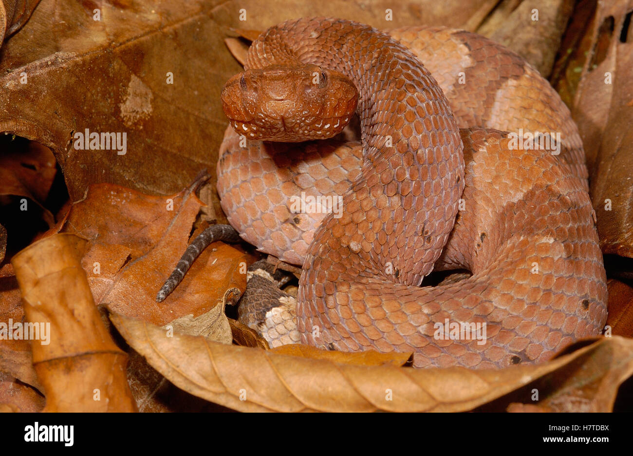 Amazon Hog-nosed Pit Viper (Porthidium hyoprora) coiled in rainforest ...