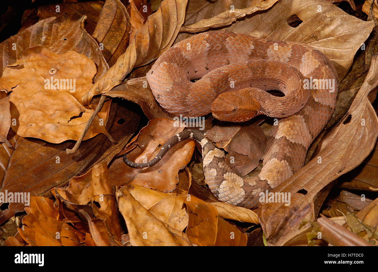 Amazon Hog-nosed Pit Viper (Porthidium hyoprora) coiled on leaf litter ...