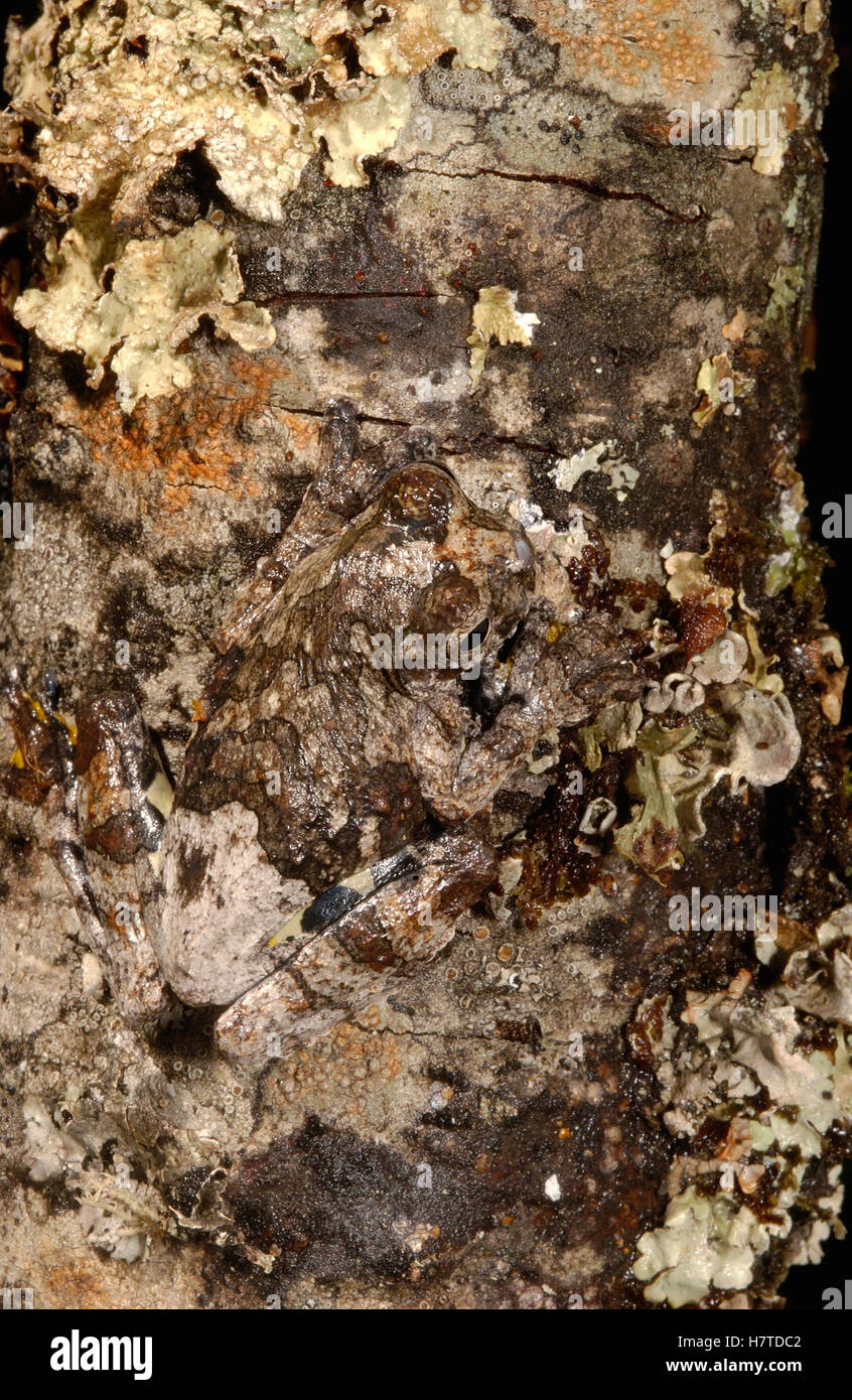Marbled Tree Frog (Hyla marmorata) flattened tree with lichen, can ...