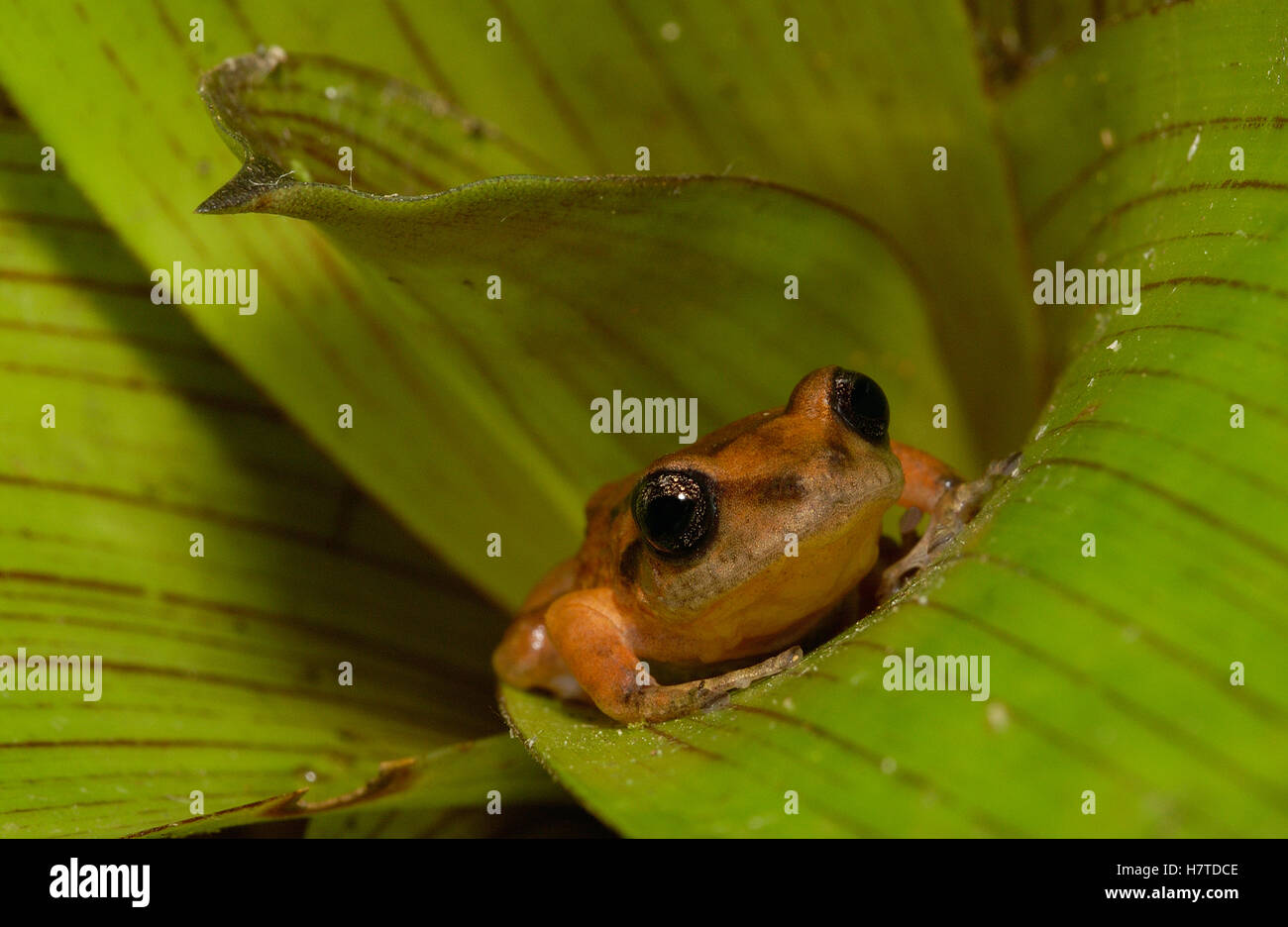 Striped Robber Frog (Pristimantis unistrigatus) adult in Bromeliad ...