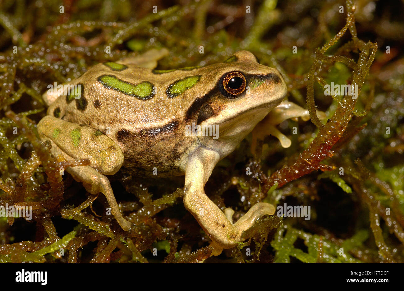 Marsupial Frog (Gastrotheca riobambae) two weeks out of water, Andes ...
