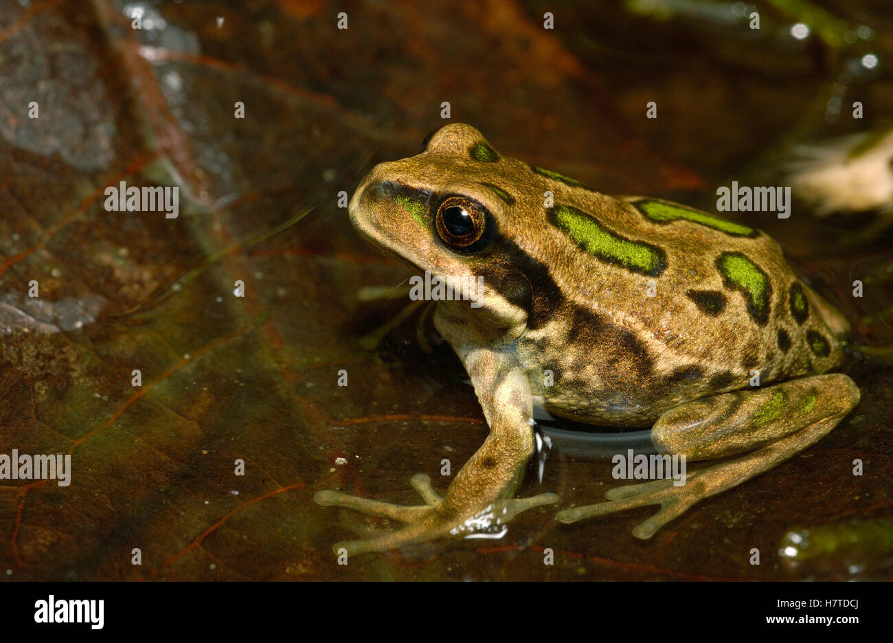 Marsupial Frog (Gastrotheca riobambae) two weeks out of water, Andes ...