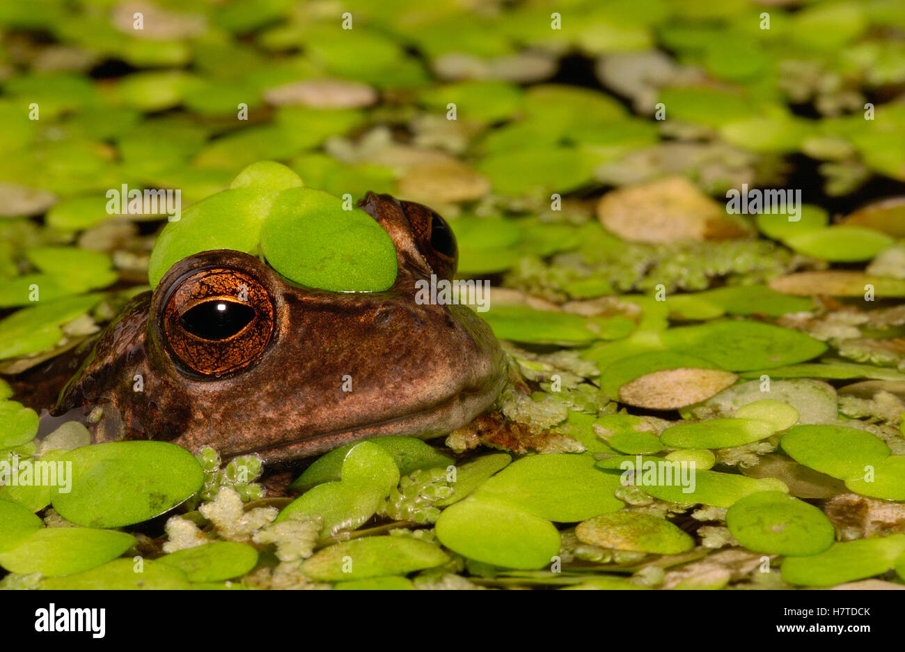 Marsupial Frog (Gastrotheca riobambae) emerging from pond filled with ...