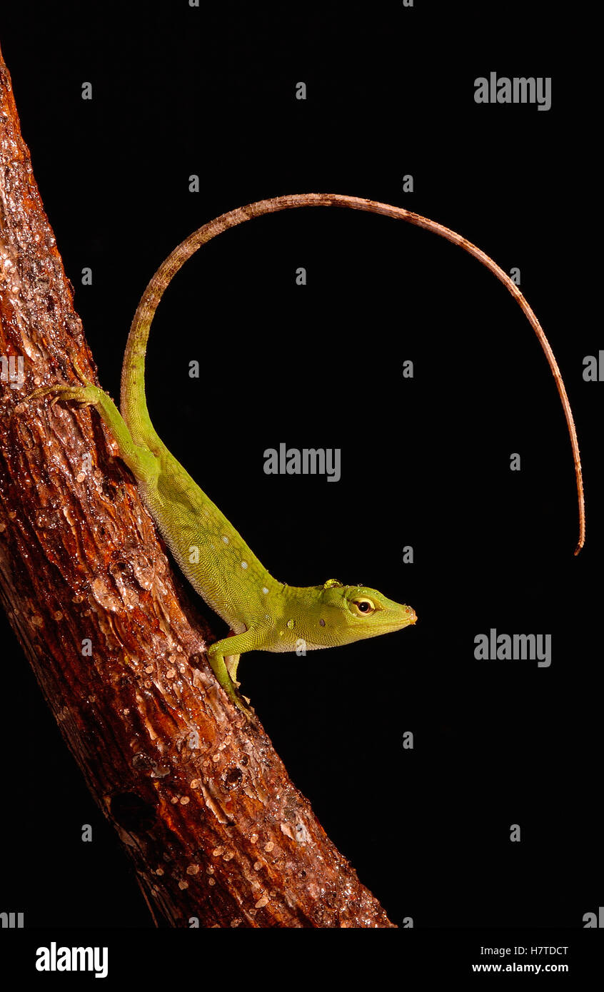 Neotropical Green Anole (Anolis biporcatus) female on Heliconia ...
