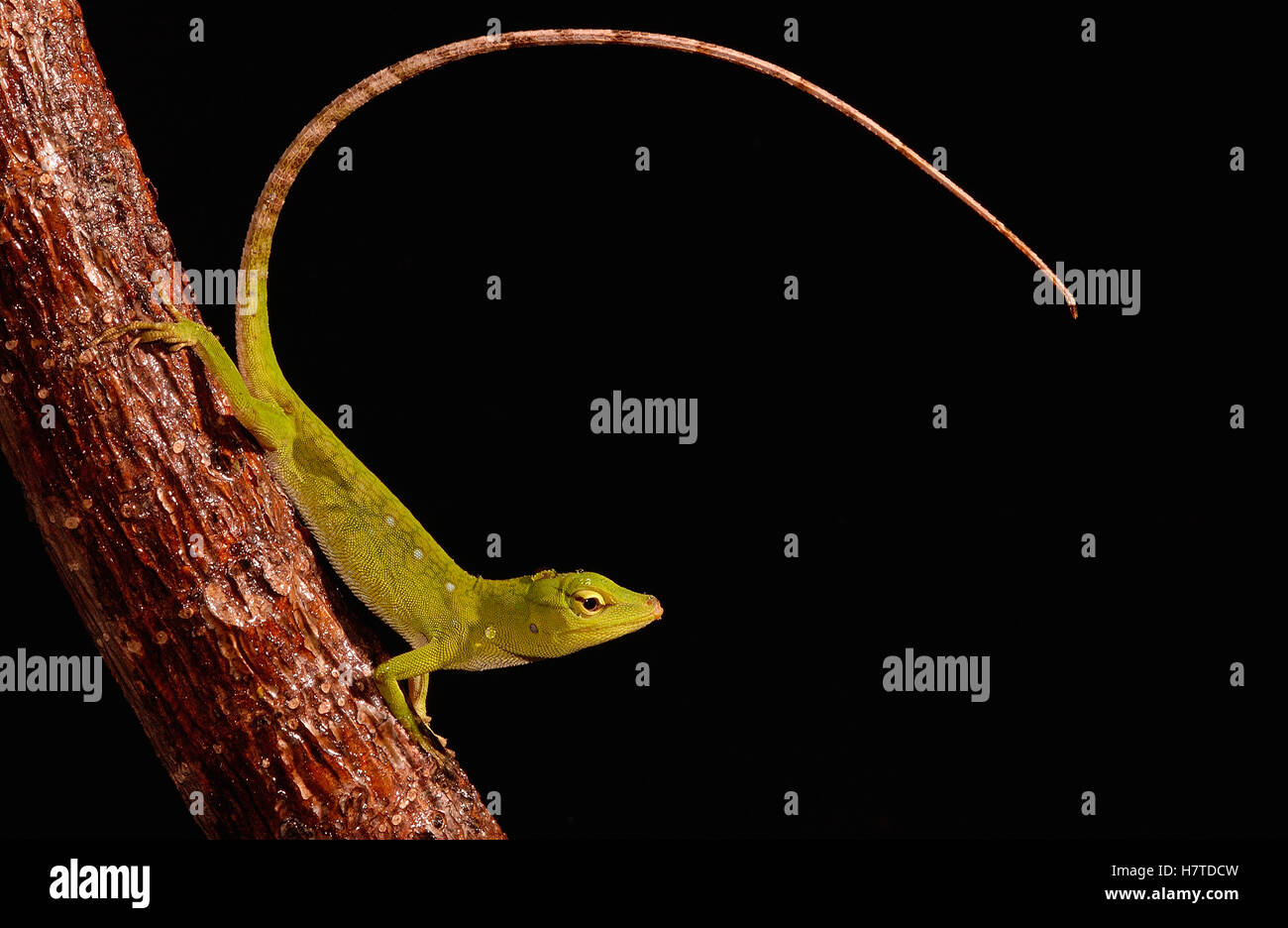 Neotropical Green Anole (Anolis biporcatus) female on Heliconia ...