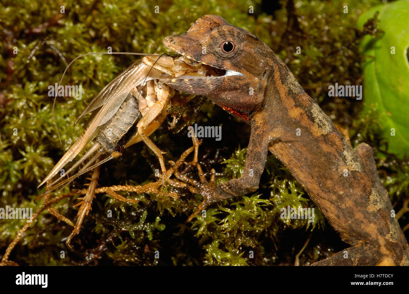 Anolis Lizard (Anolis sp) male eating a cricket, undescribed species ...