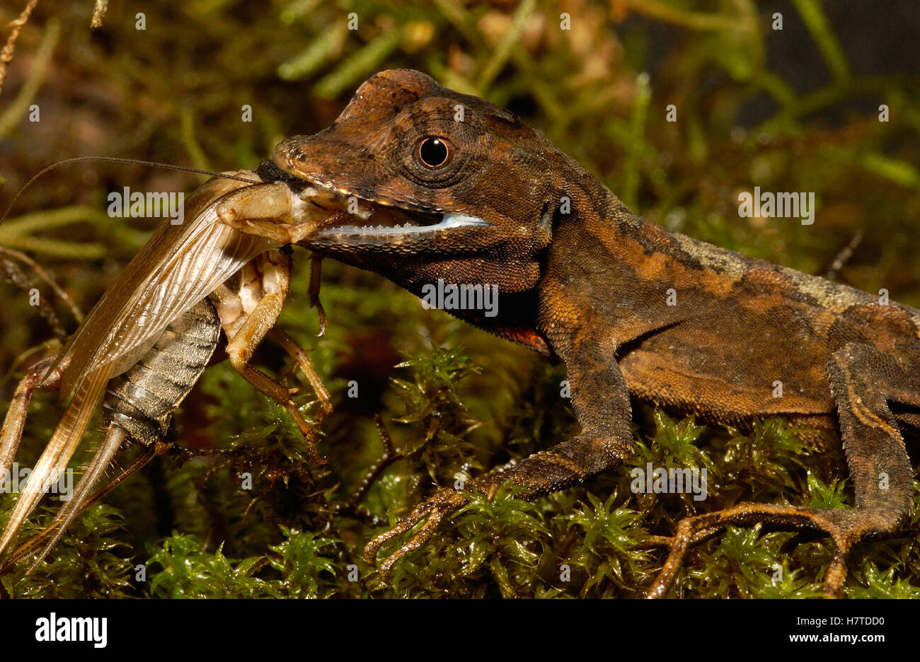 Anolis Lizard (Anolis sp) male eating a cricket, undescribed species ...