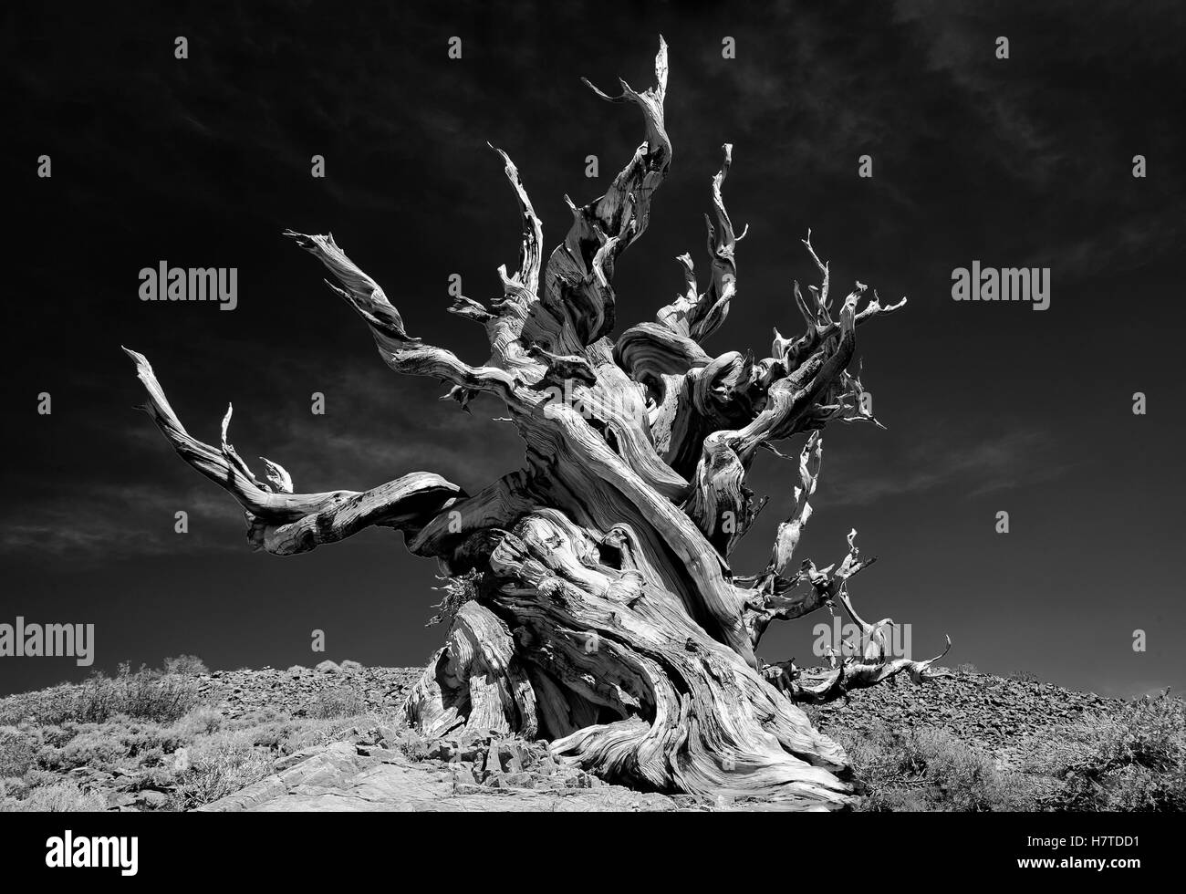 Ancient Bristlecone pine tree, one of the oldest in the world, Inyo ...