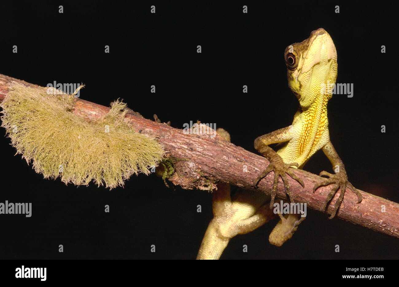 Anolis Lizard (Anolis sp) male, Esmeraldas, Choco rainforest, Ecuador ...