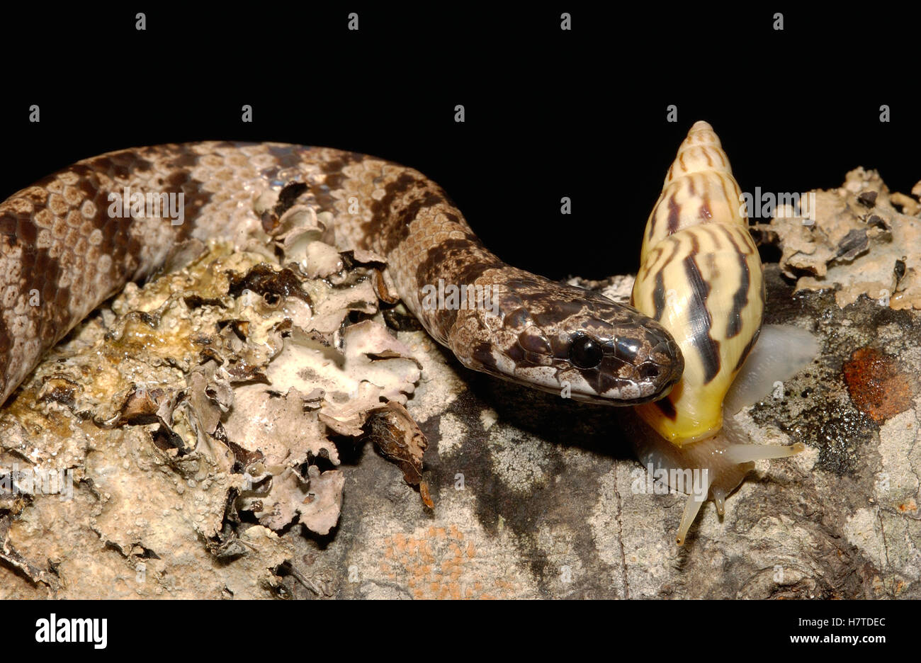 Mollusc-eating Snake (Dipsas areas) with snail prey, Guallabamba region ...