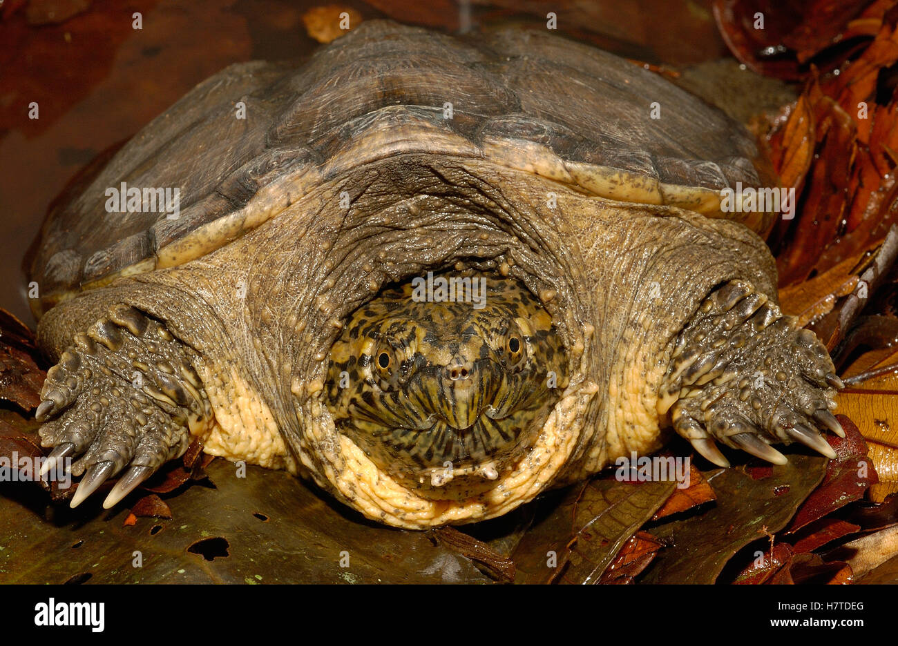 Snapping Turtle (Chelydra serpentina) head drawn into shell for ...