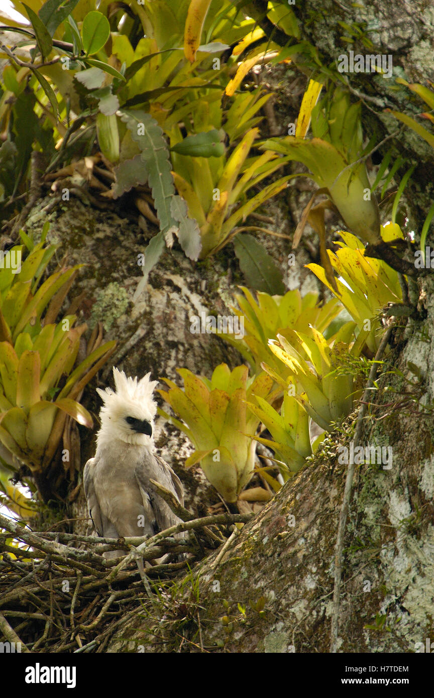 Harpy Eagle (Harpia harpyja) five month old chick on Kapok or Ceibo ...