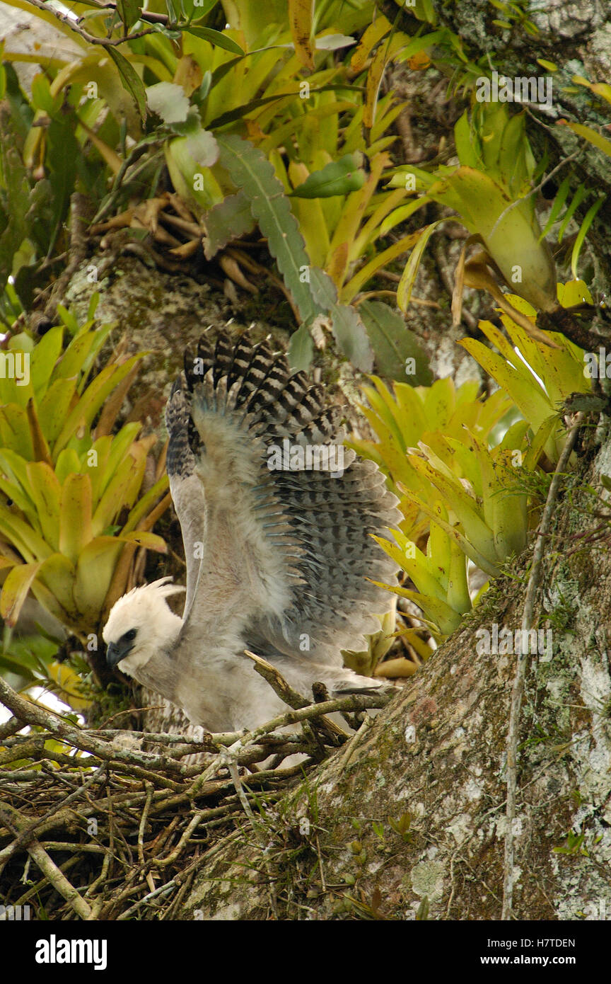 Harpy Eagle (Harpia harpyja) five month old chick stretching its wings ...