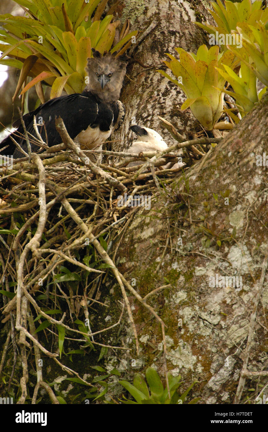 Harpy Eagle (Harpia harpyja) mother with five month old chick in nest ...
