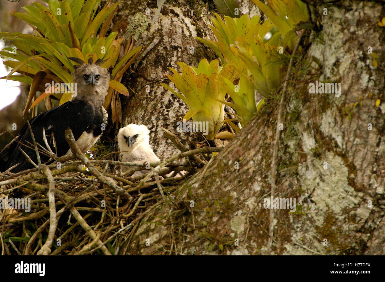 Harpy Eagle (Harpia harpyja) mother with five month old chick in nest ...