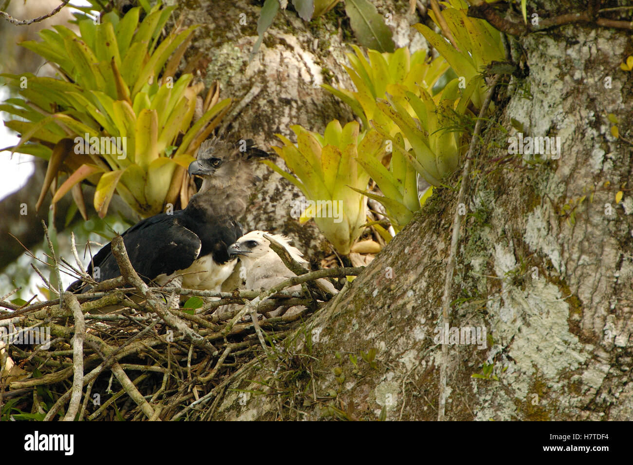 Harpy Eagle (Harpia harpyja) mother with five month old chick in nest ...